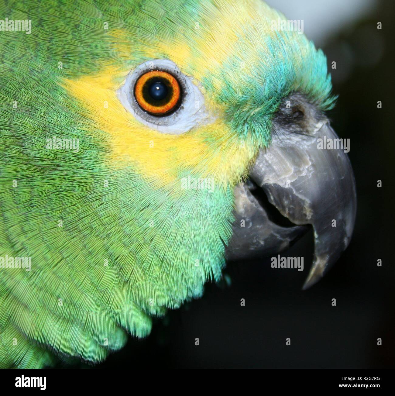 Amazon gray parrot hi-res stock photography and images - Alamy