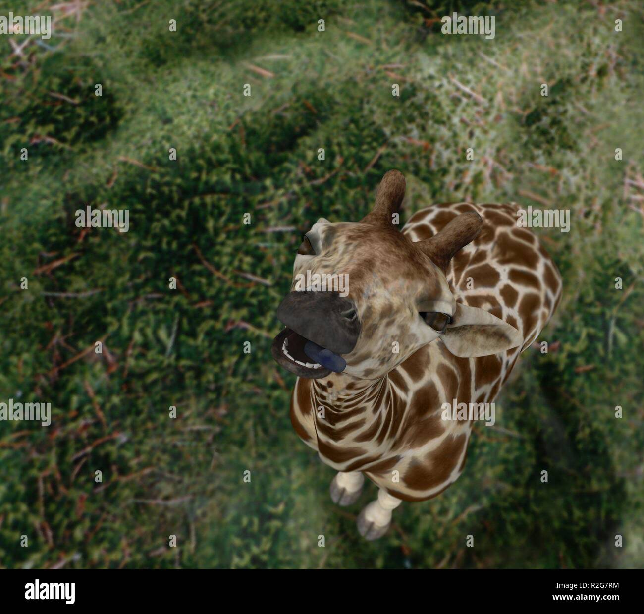 giraffe from above Stock Photo - Alamy