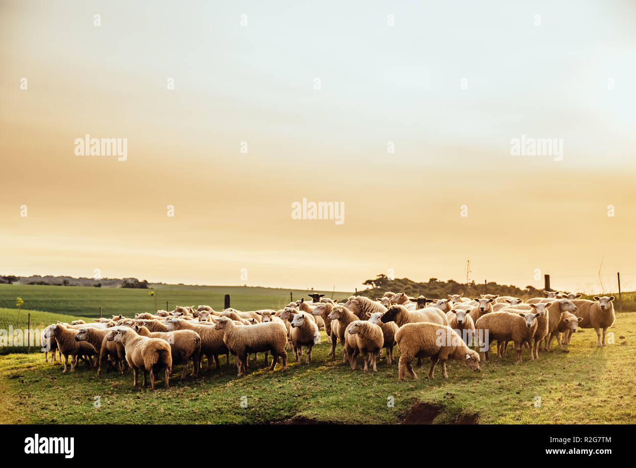 Sheep sunset hi-res stock photography and images - Alamy