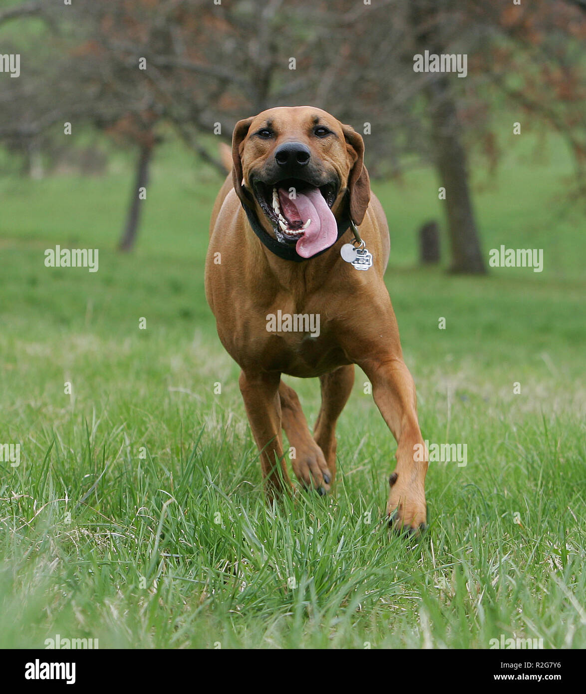 Rhodesian ridgeback teeth hi-res stock photography and images - Alamy