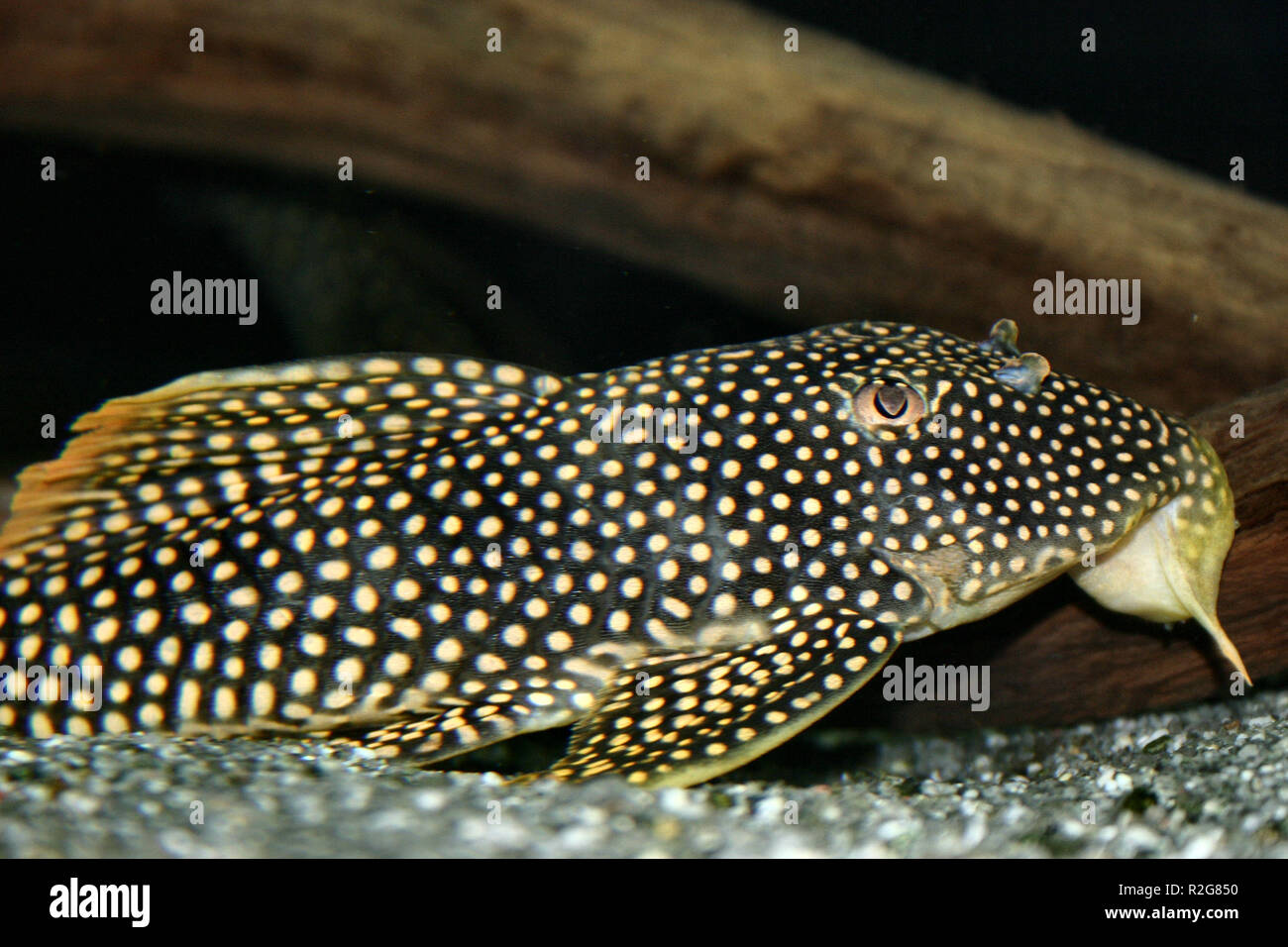 Scobiancistrus hi-res stock photography and images - Alamy