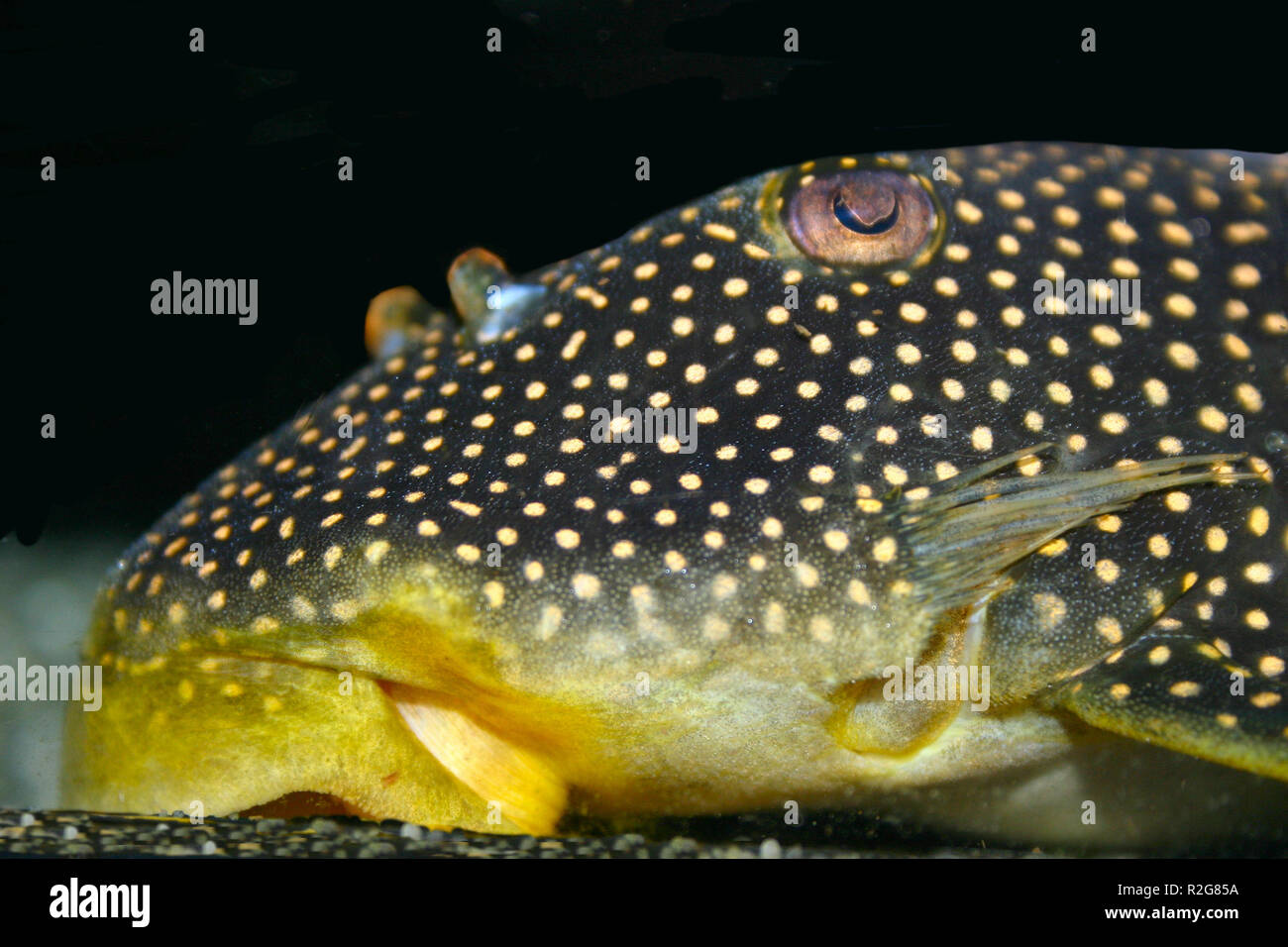 Spotted pimelodus or pictus catfish hi-res stock photography and images ...