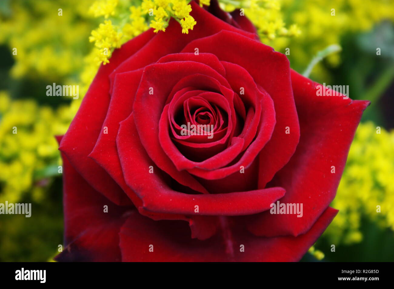 Velvet rose hi-res stock photography and images - Alamy