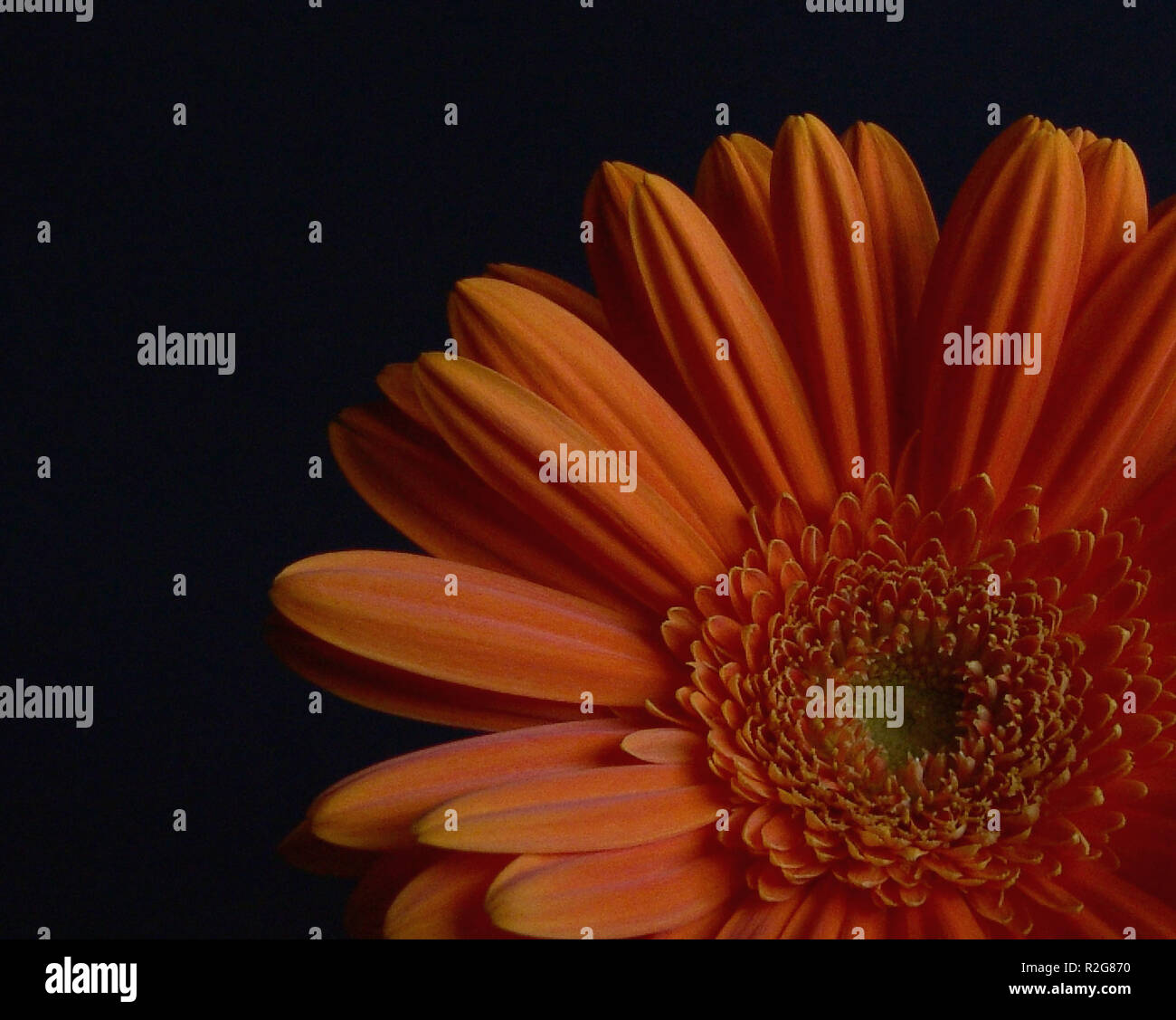 orange gerbera sideway Stock Photo - Alamy
