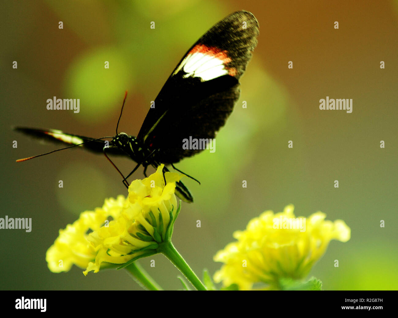 He landed safely hi-res stock photography and images - Alamy