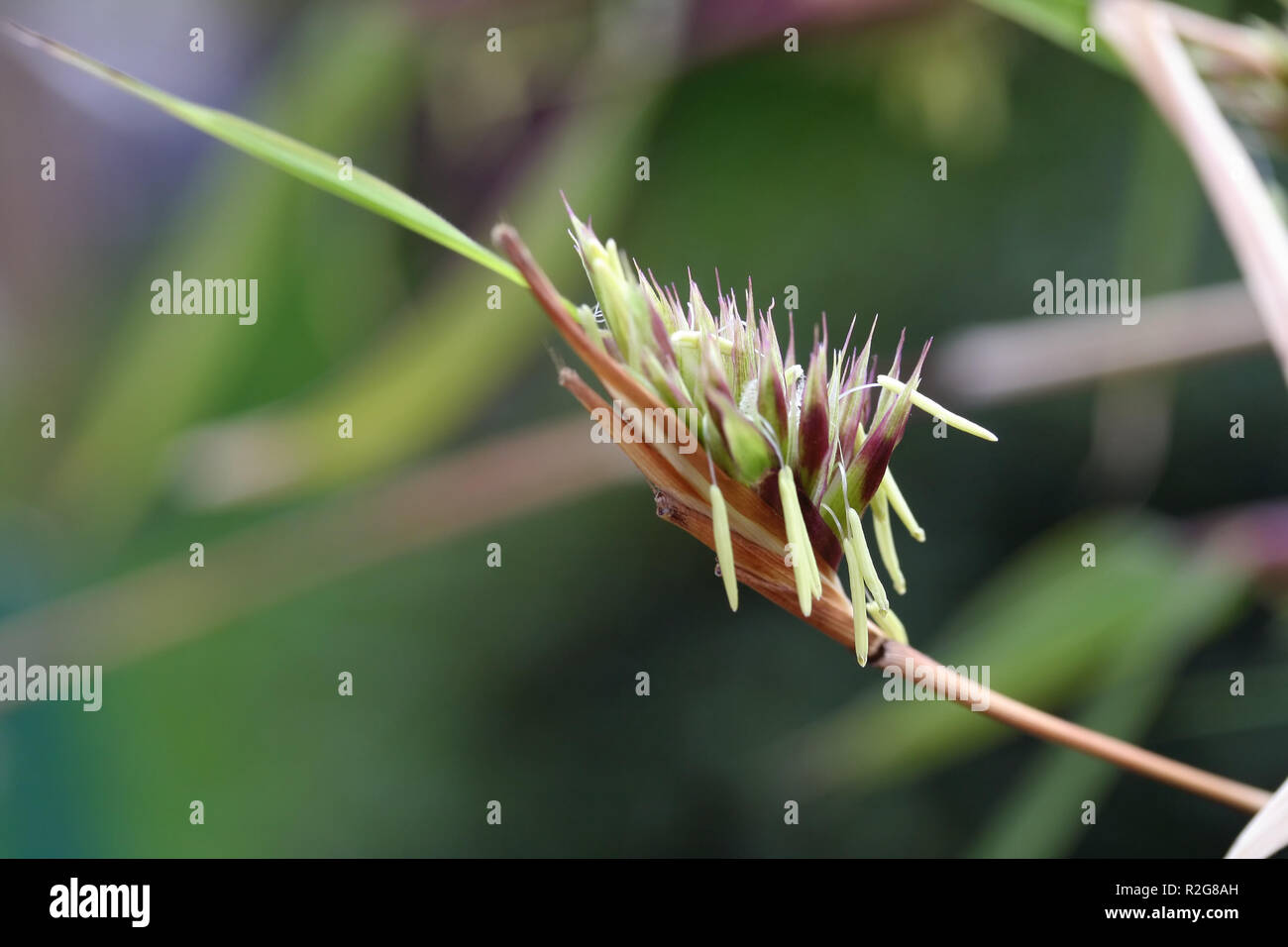 Bambusbla te hi-res stock photography and images - Alamy