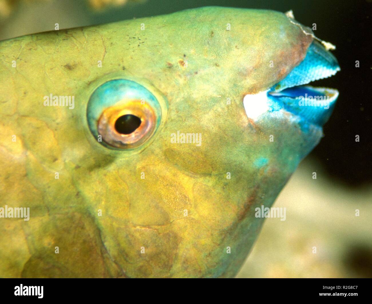 Papageienfisch hi-res stock photography and images - Alamy
