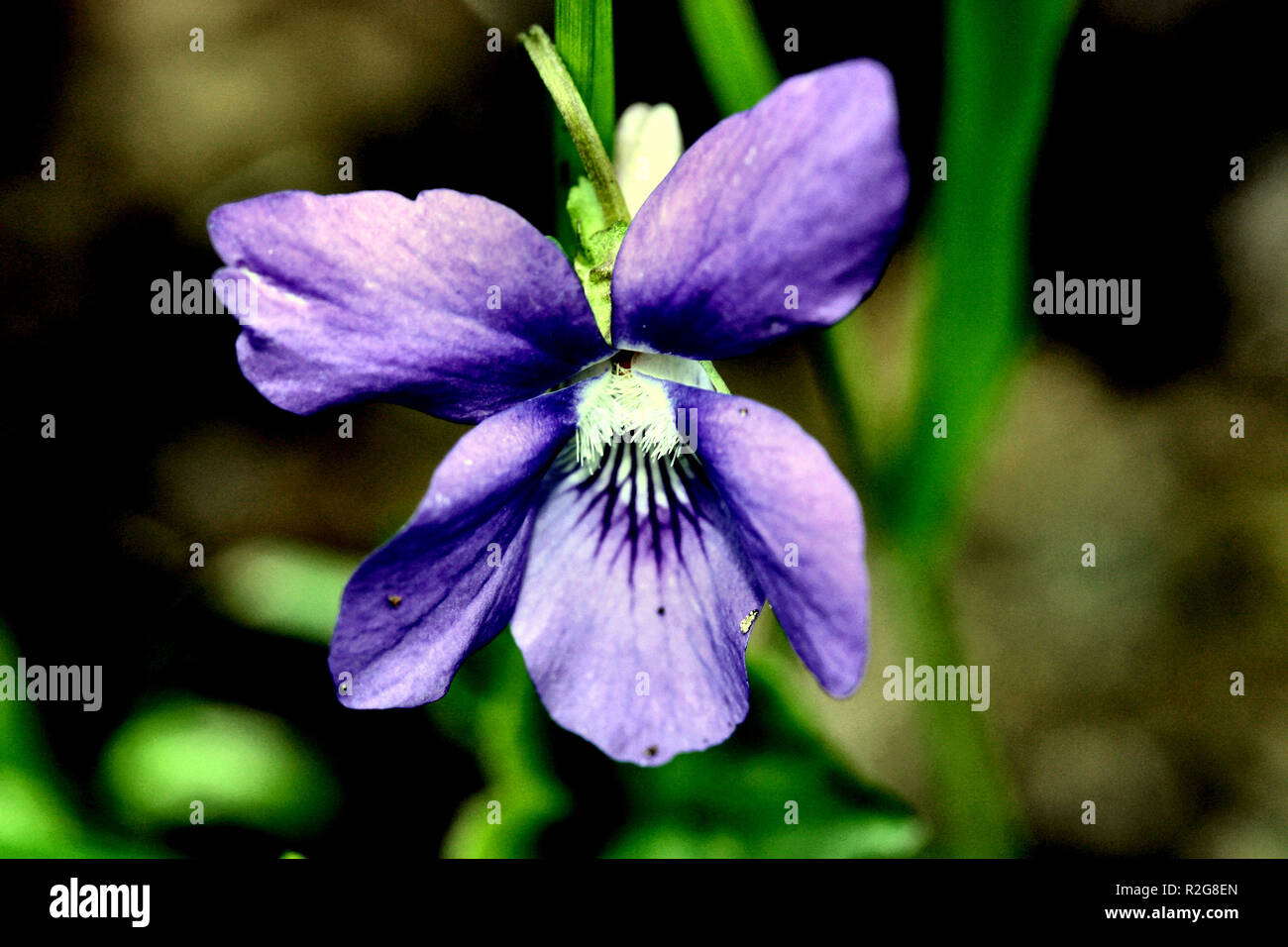 the romantic blue flower Stock Photo - Alamy
