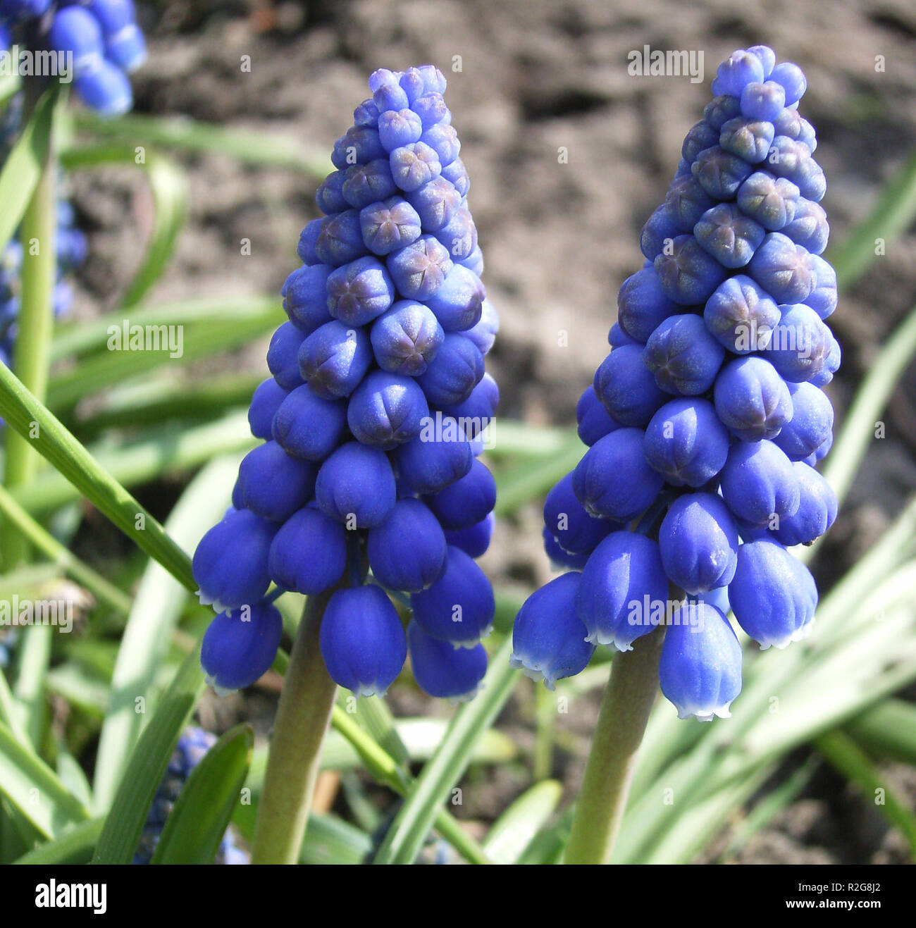 Blaue blume hi-res stock photography and images - Alamy