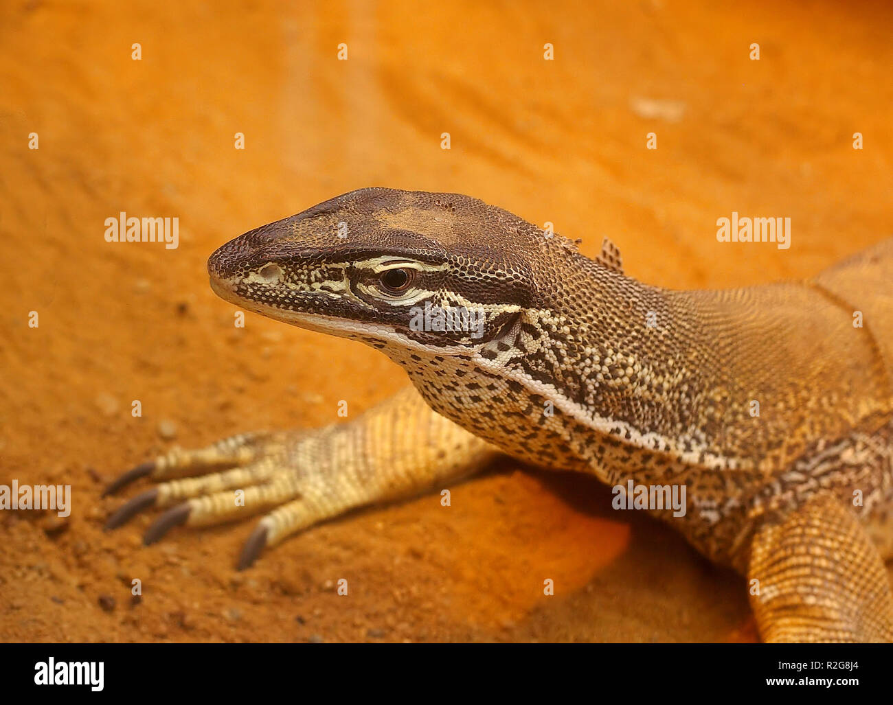 Warane hi-res stock photography and images - Alamy