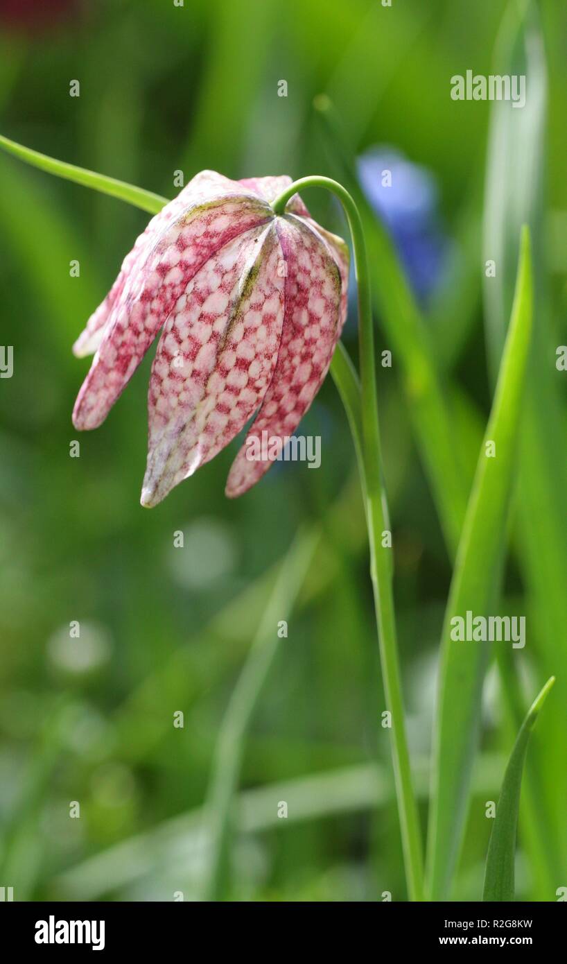 checkerboard flower ... in pink Stock Photo - Alamy