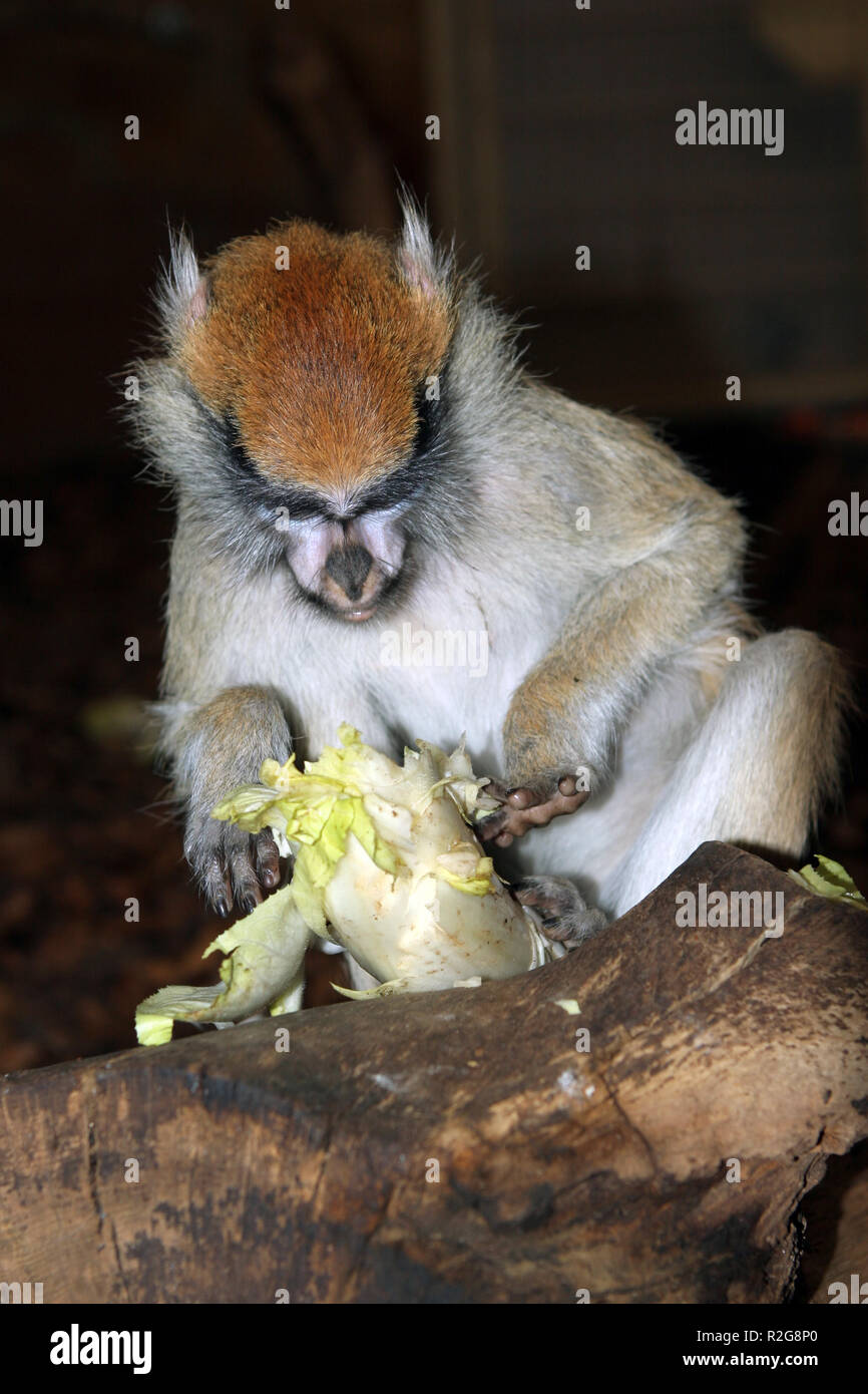 capuchin monkey 2 Stock Photo - Alamy