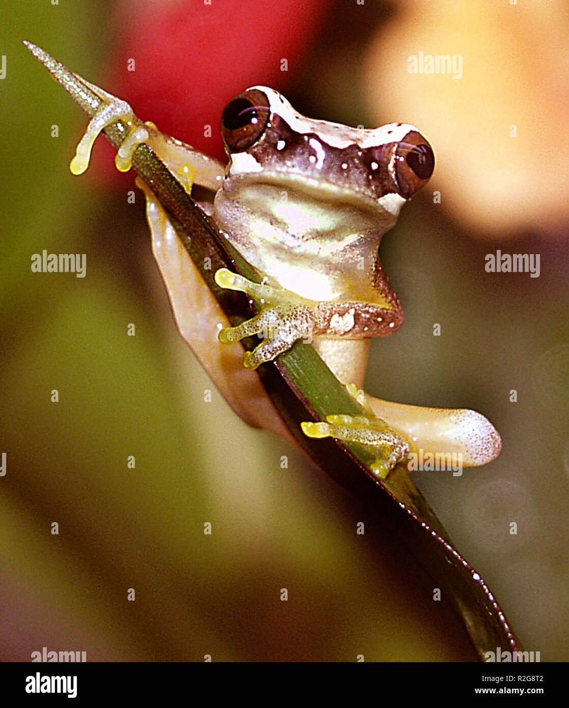 Clownfrosch hi-res stock photography and images - Alamy