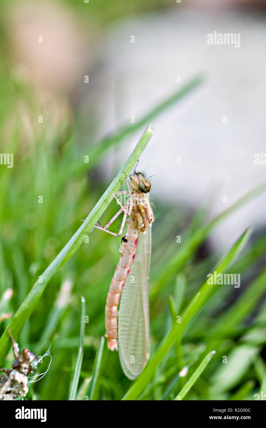 dragonfly birth - 3 Stock Photo - Alamy