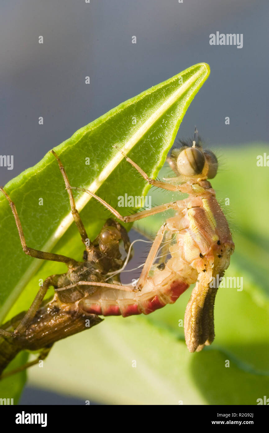 dragonfly birth - 3a Stock Photo - Alamy