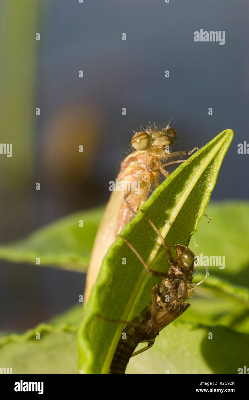 Dragonfly slip hi-res stock photography and images - Alamy