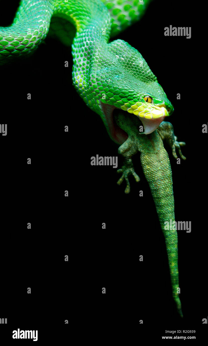 hunter and hunted Stock Photo - Alamy