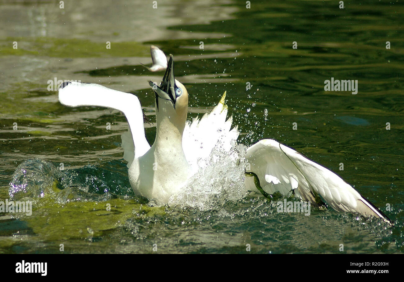 Loot bird hi-res stock photography and images - Alamy