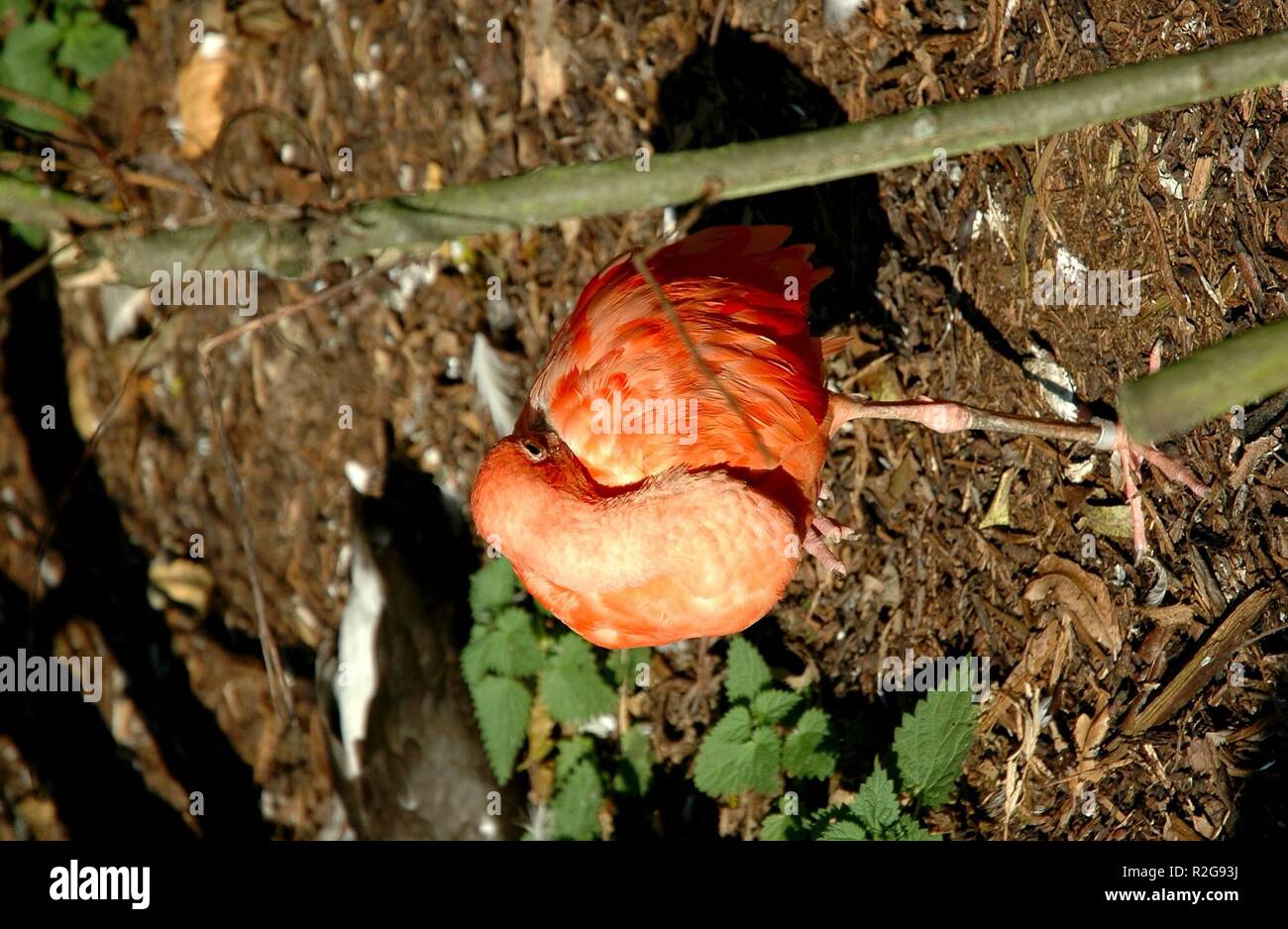 Orange leg bird hi-res stock photography and images - Alamy