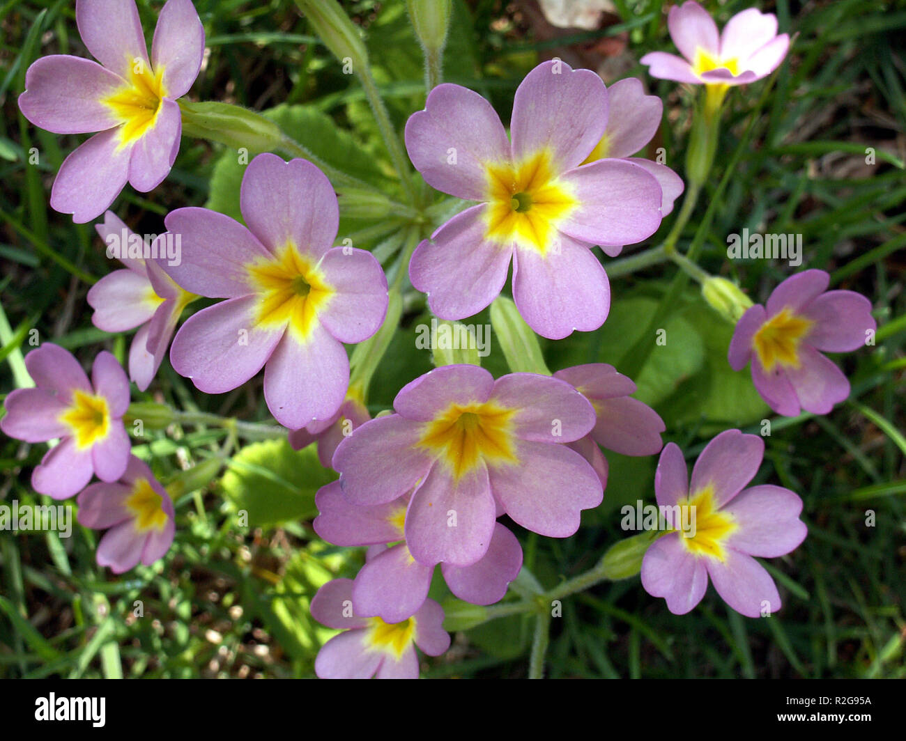 Little primrose hi-res stock photography and images - Alamy