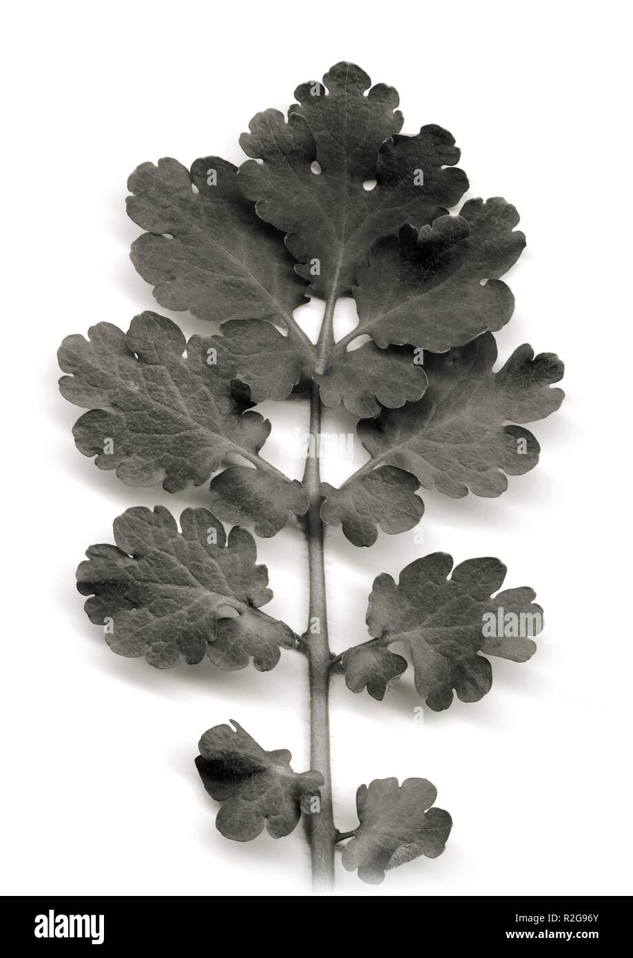 Unique plant forms hi-res stock photography and images - Alamy