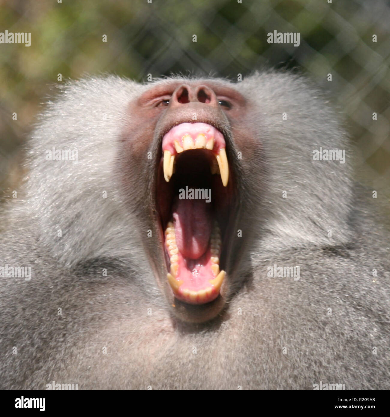 Aggressive baboon hi-res stock photography and images - Alamy