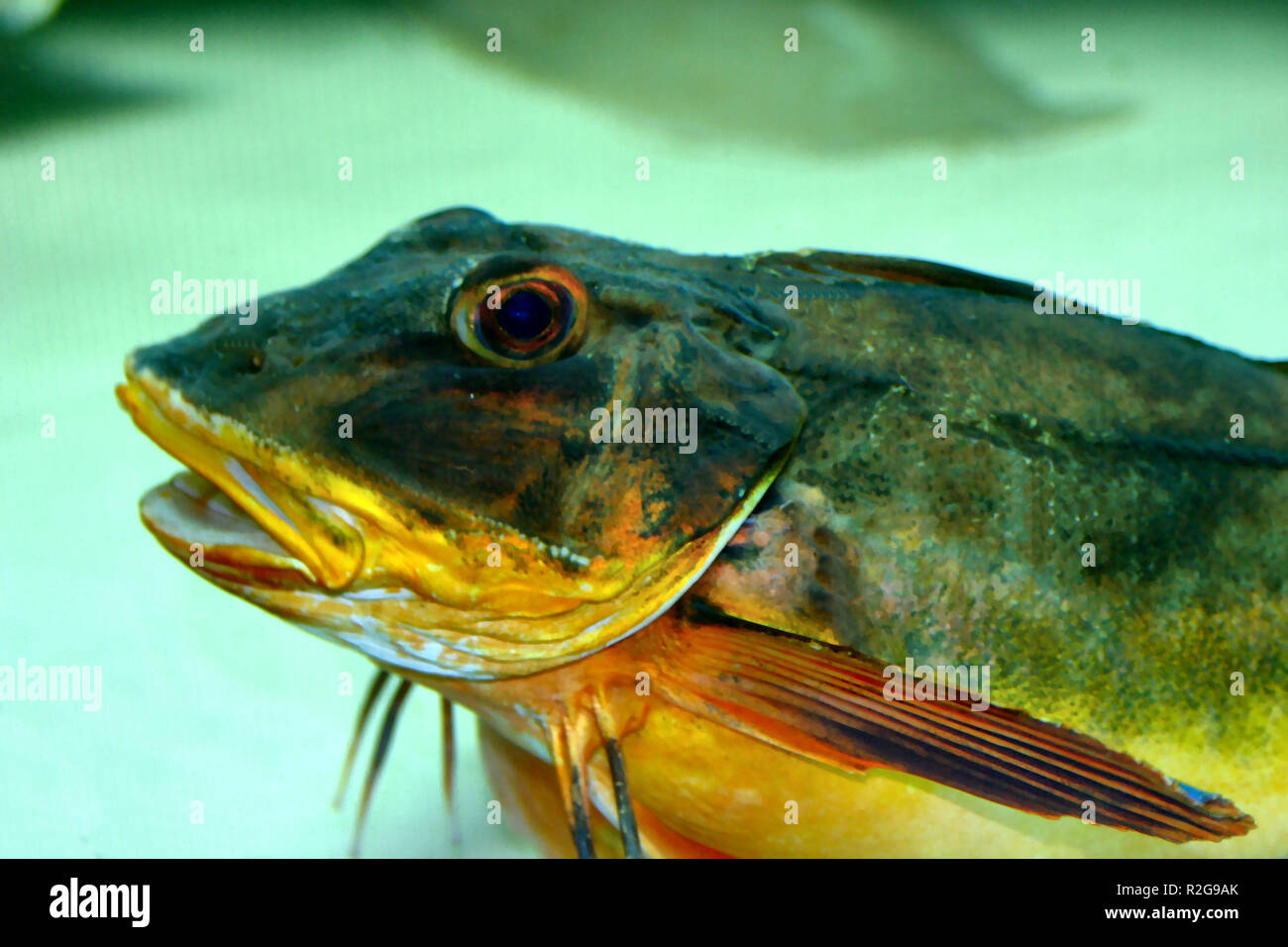 Suppenfisch hi-res stock photography and images - Alamy