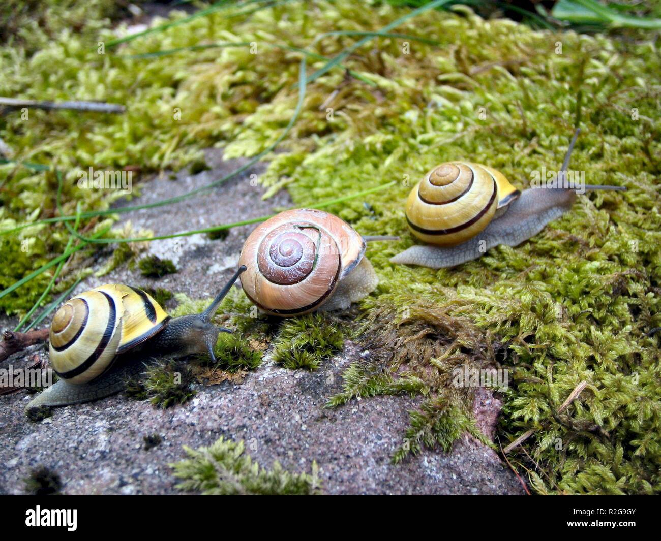 three in a row Stock Photo - Alamy