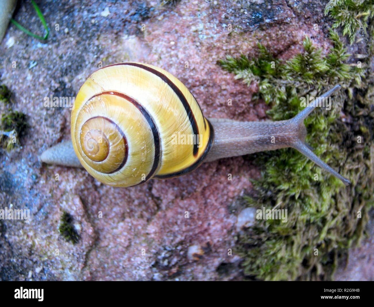 Garden creep hi-res stock photography and images - Alamy