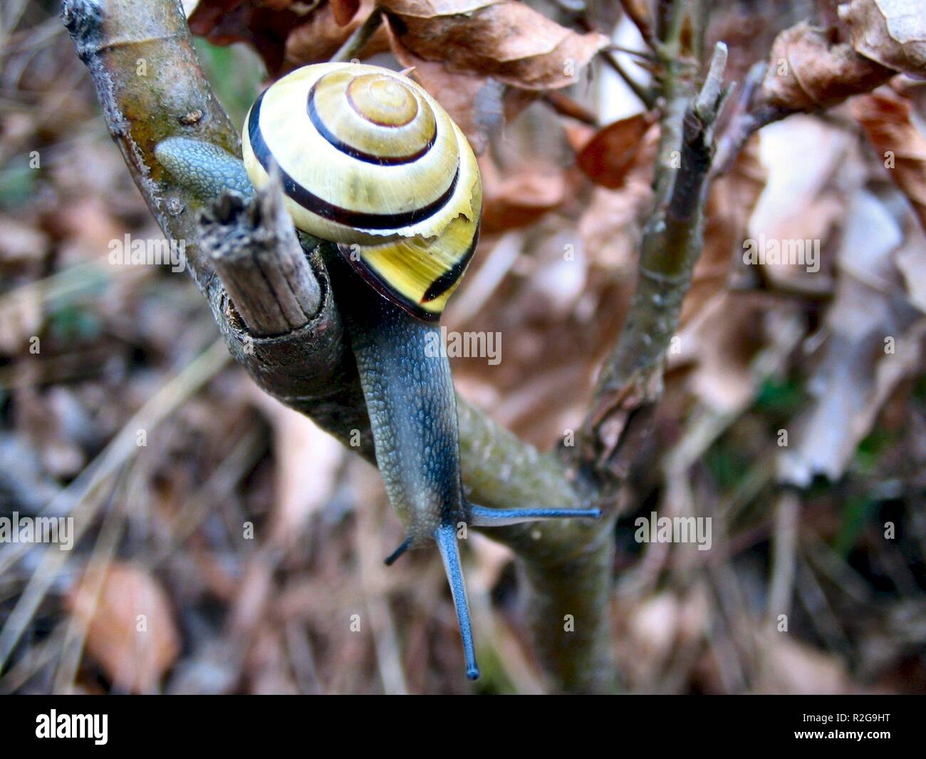 ooohhh the tiiiiieeefff Stock Photo - Alamy