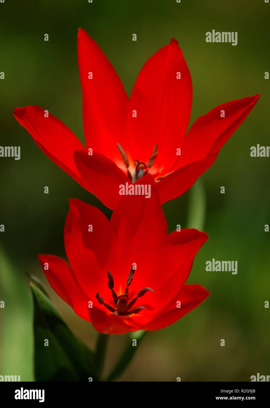 Duo colour hi-res stock photography and images - Alamy