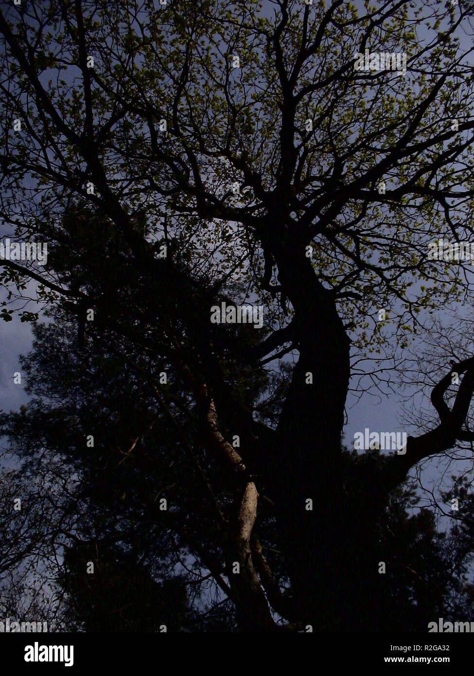 tree in backlight Stock Photo - Alamy