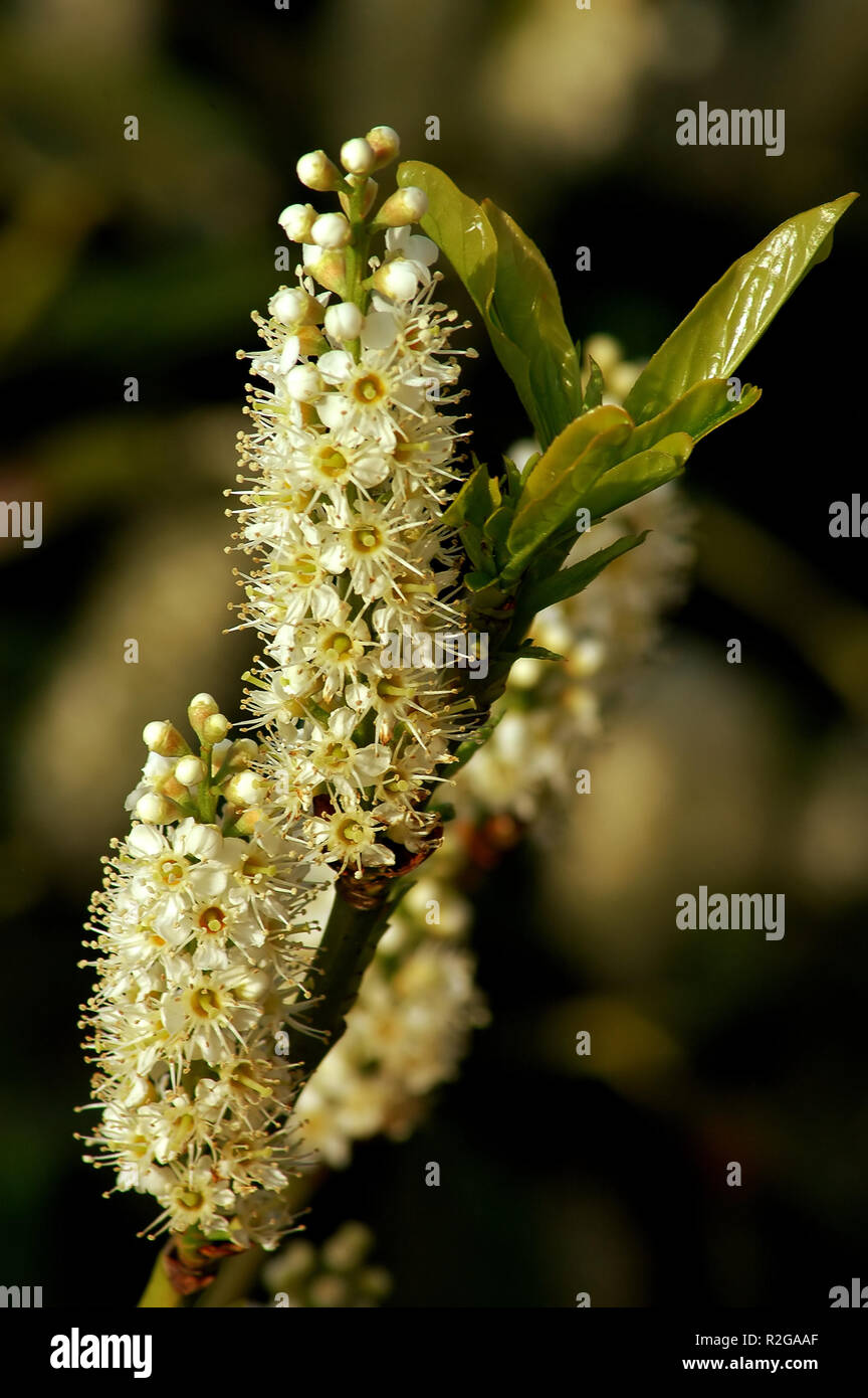Cherry laurel with fruits hi-res stock photography and images - Alamy