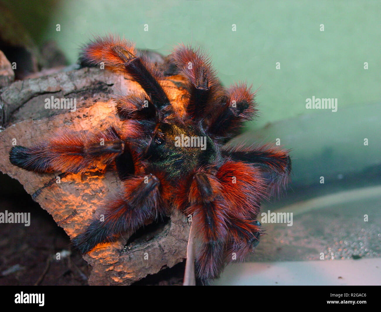 Tarantula web spin hi-res stock photography and images - Alamy