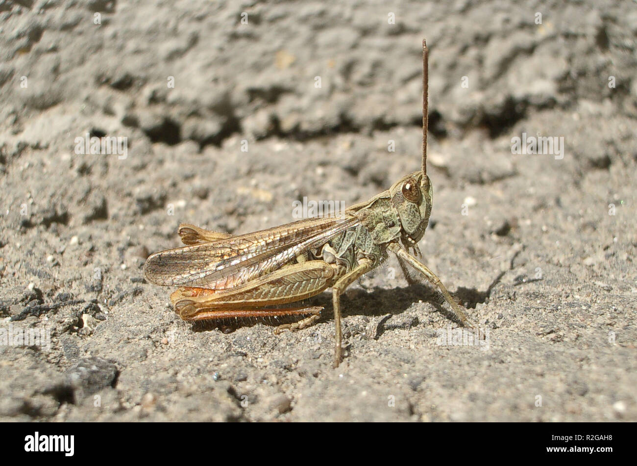 Armored insect hi-res stock photography and images - Alamy