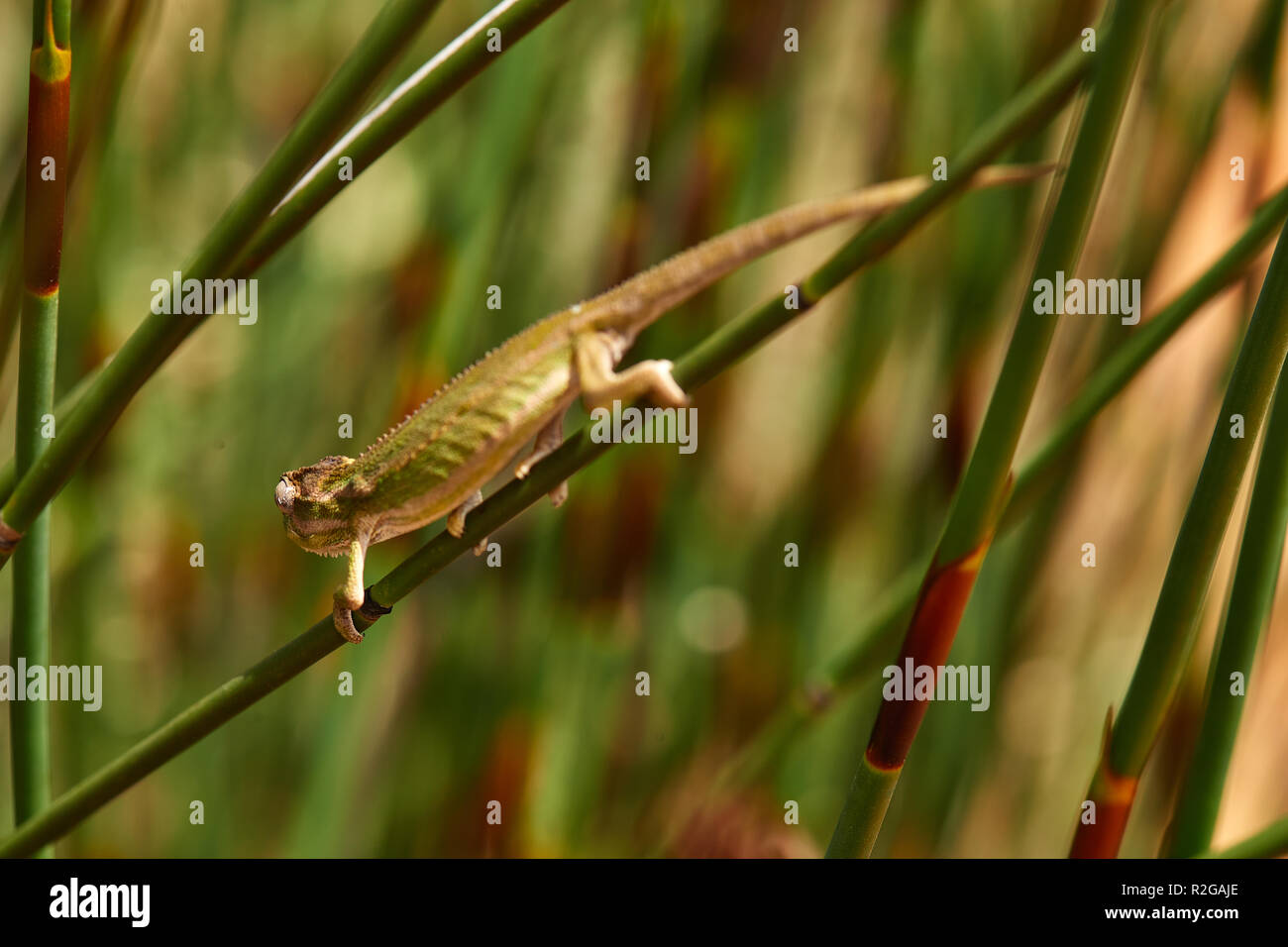 Cape Dwarf Chameleon in Lavender Stock Photo - Alamy