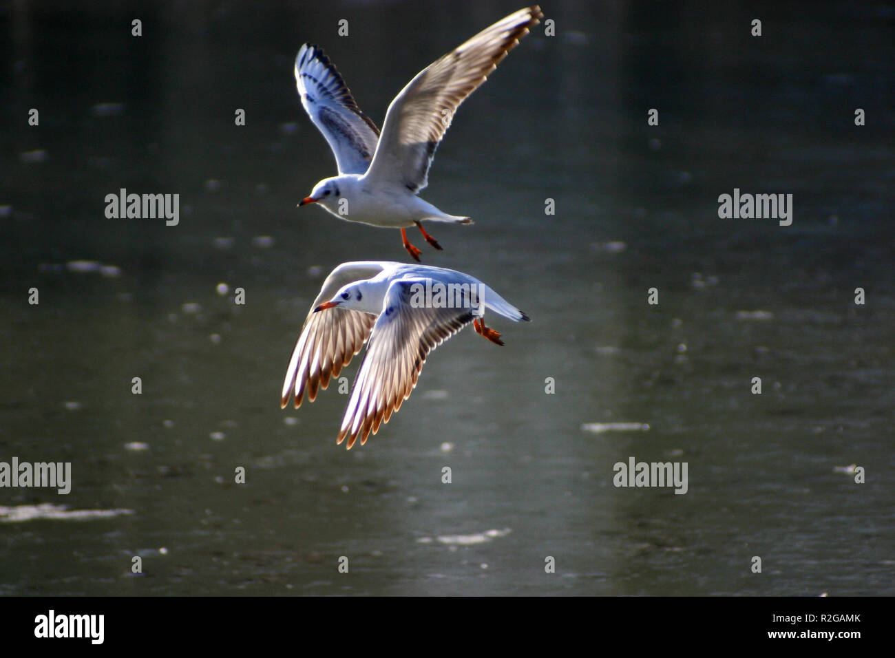 Regenpfeifervogel hi-res stock photography and images - Alamy