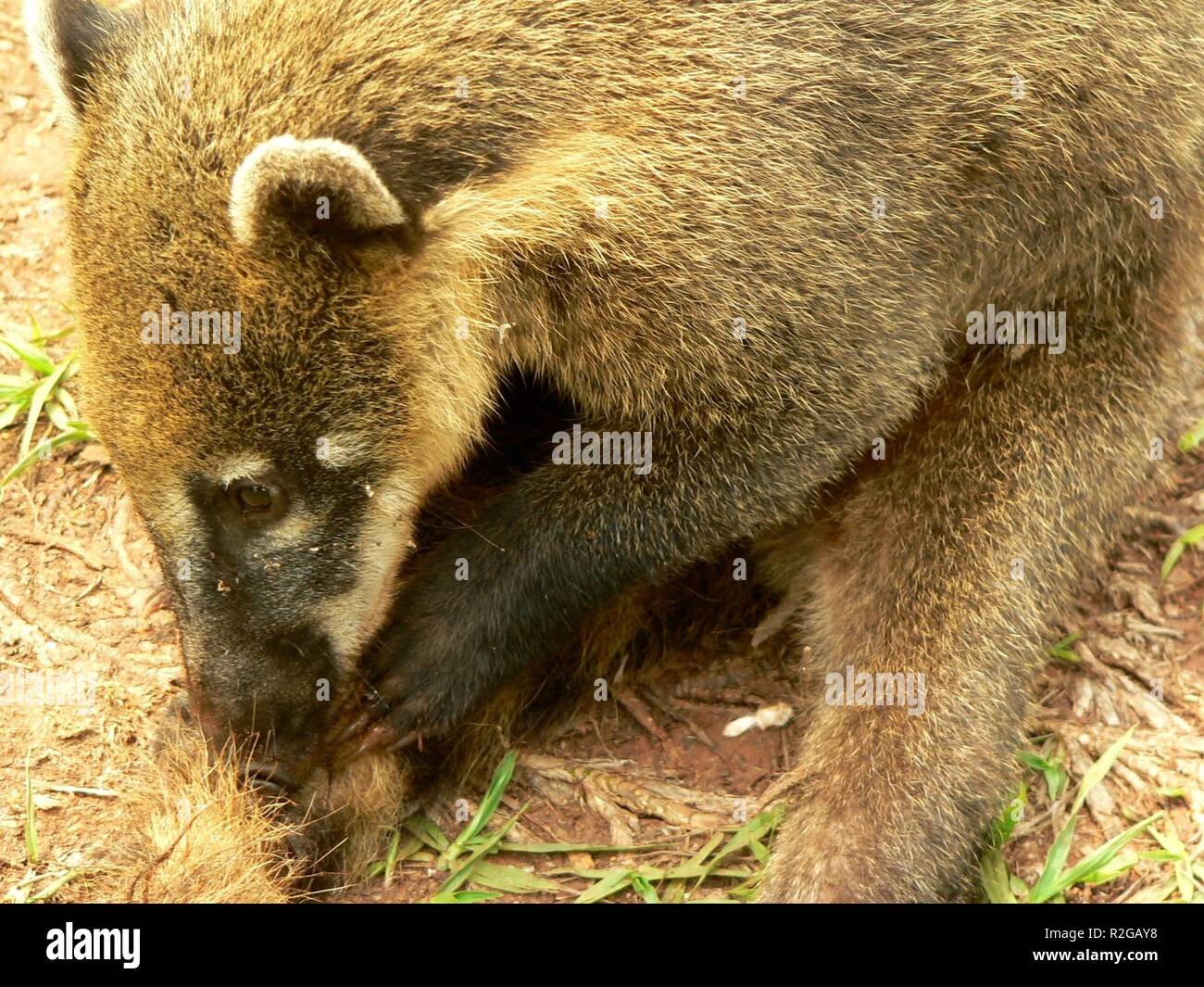 Coati sitting hi-res stock photography and images - Alamy