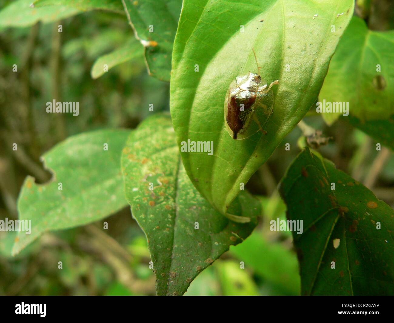 Strange beasts hi-res stock photography and images - Alamy
