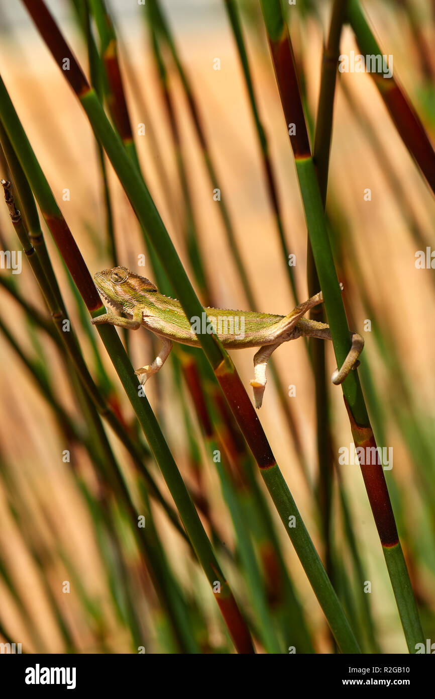 Cape Dwarf Chameleon in Lavender Stock Photo - Alamy