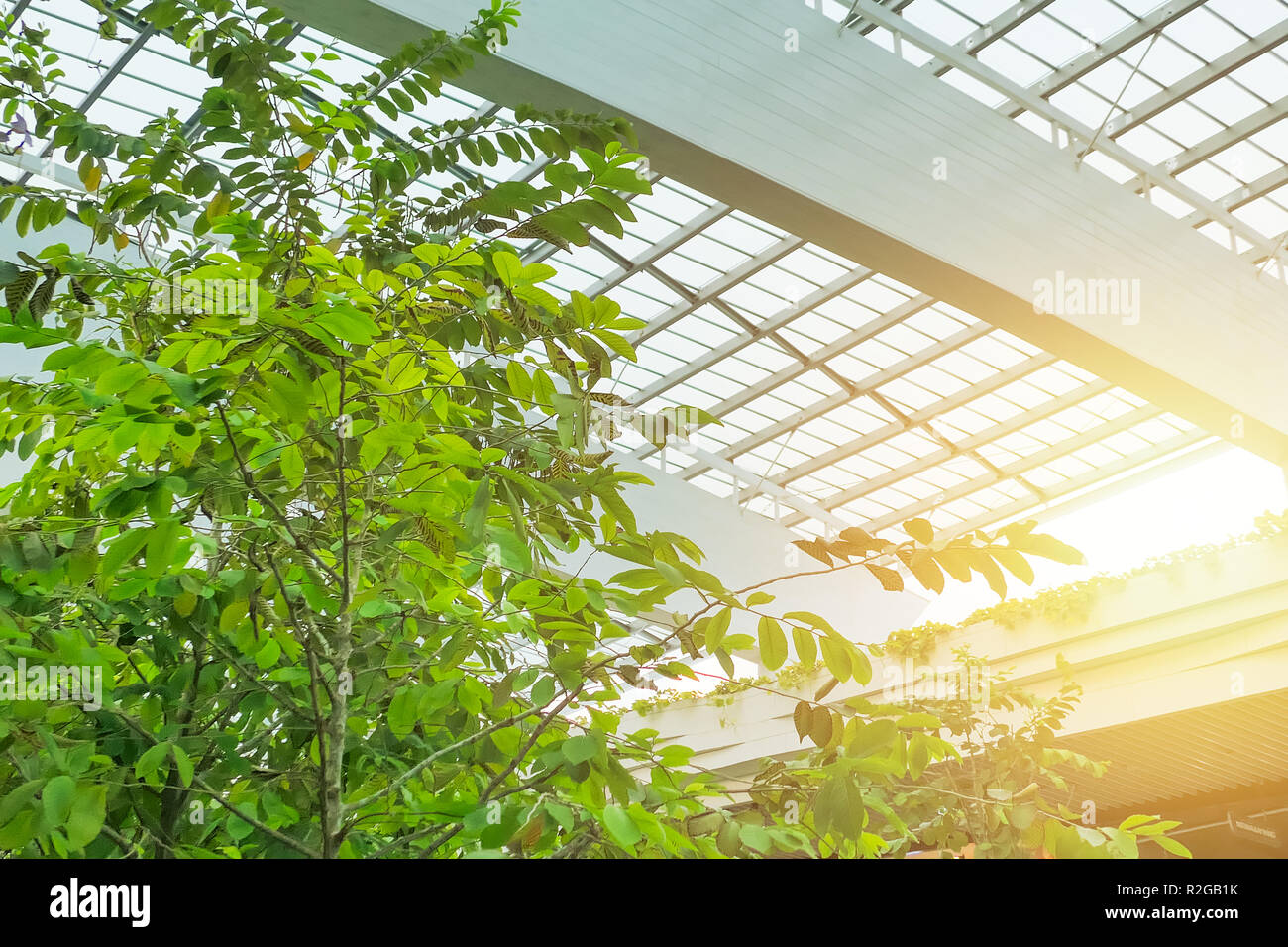sunroof and green tree park garden in the eco office building fresh ...