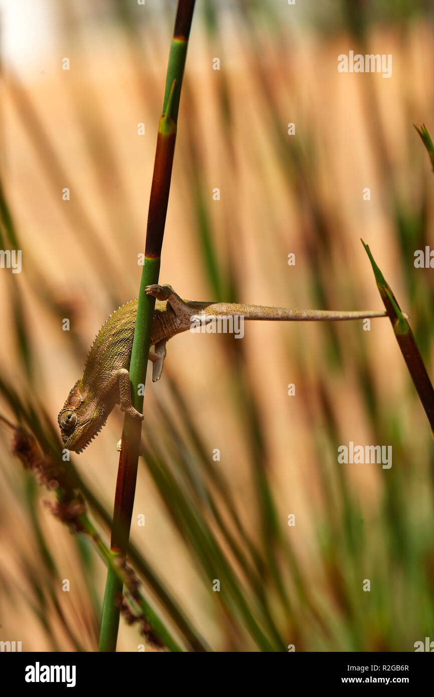 Cape Dwarf Chameleon in Lavender Stock Photo - Alamy