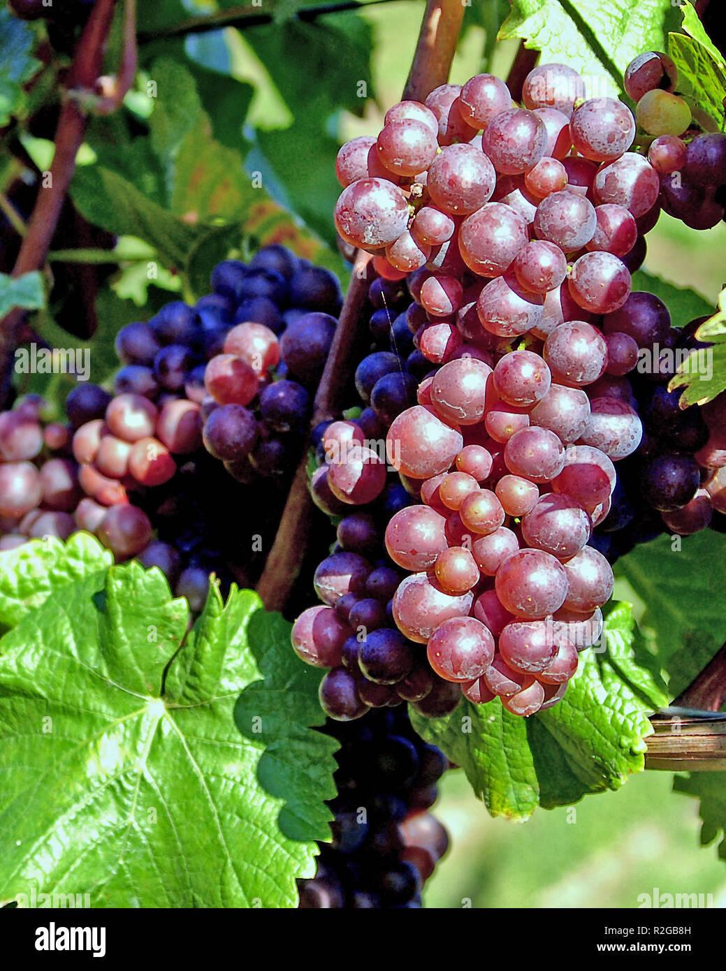 Badischer wein hi-res stock photography and images - Alamy