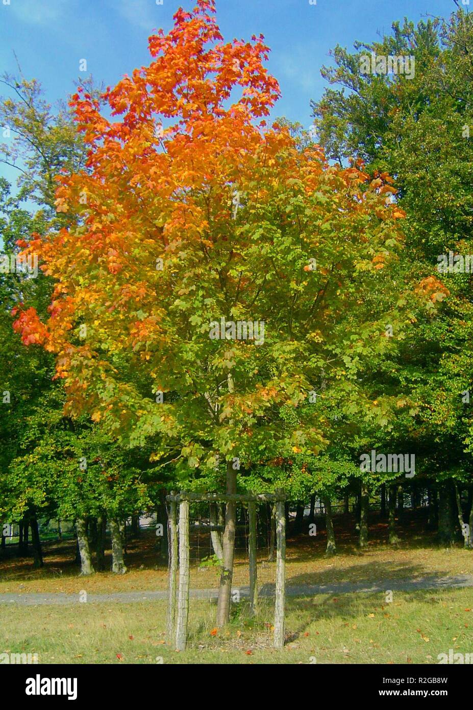 Two tone leaves hi-res stock photography and images - Alamy