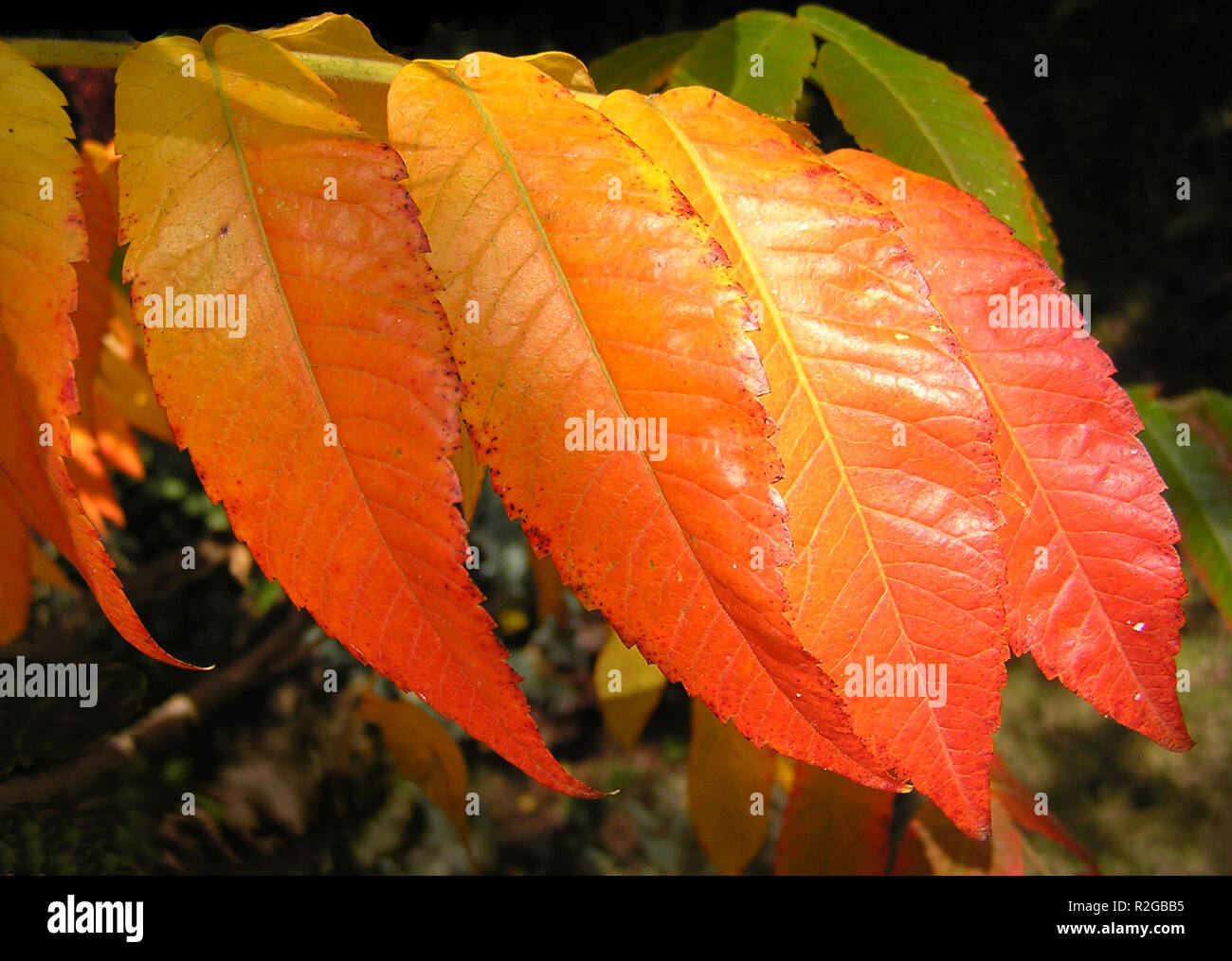 Fiery autumn shrub hi-res stock photography and images - Alamy