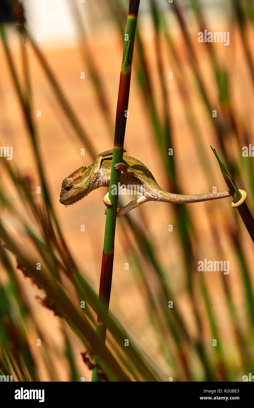 Cape Dwarf Chameleon in Lavender Stock Photo - Alamy