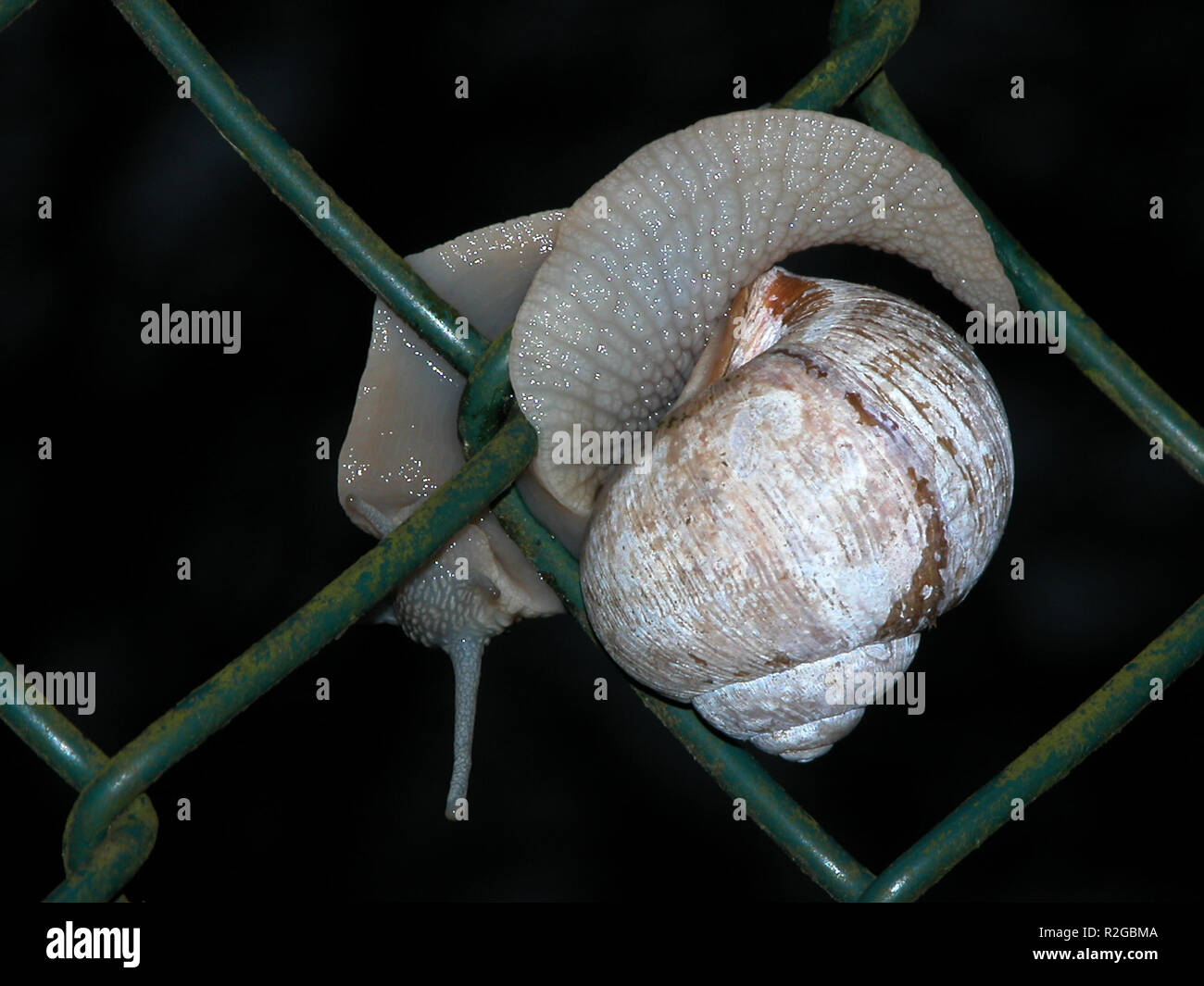 snail lost? 02 Stock Photo - Alamy