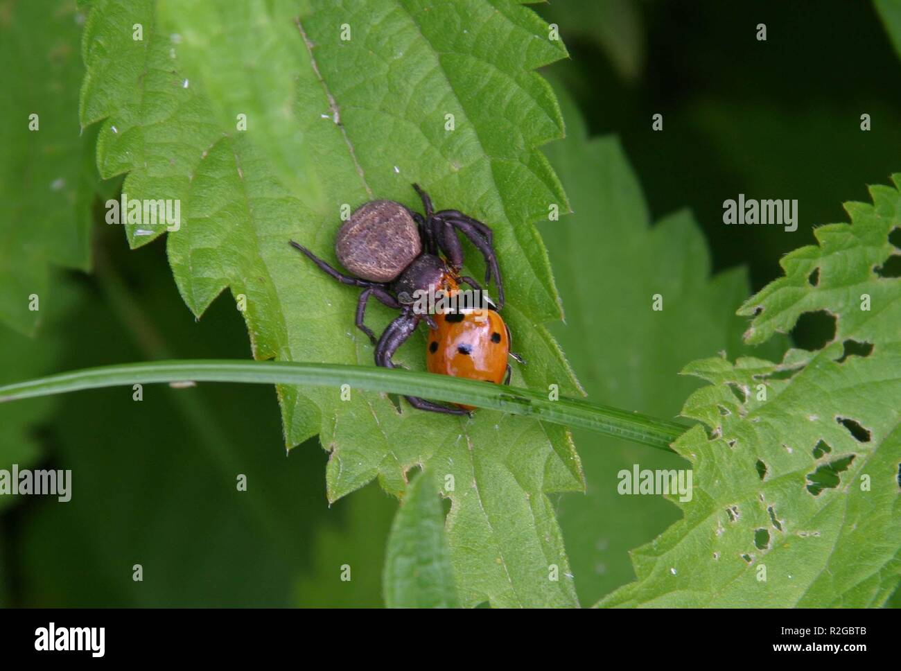 Fighting insects hi-res stock photography and images - Alamy