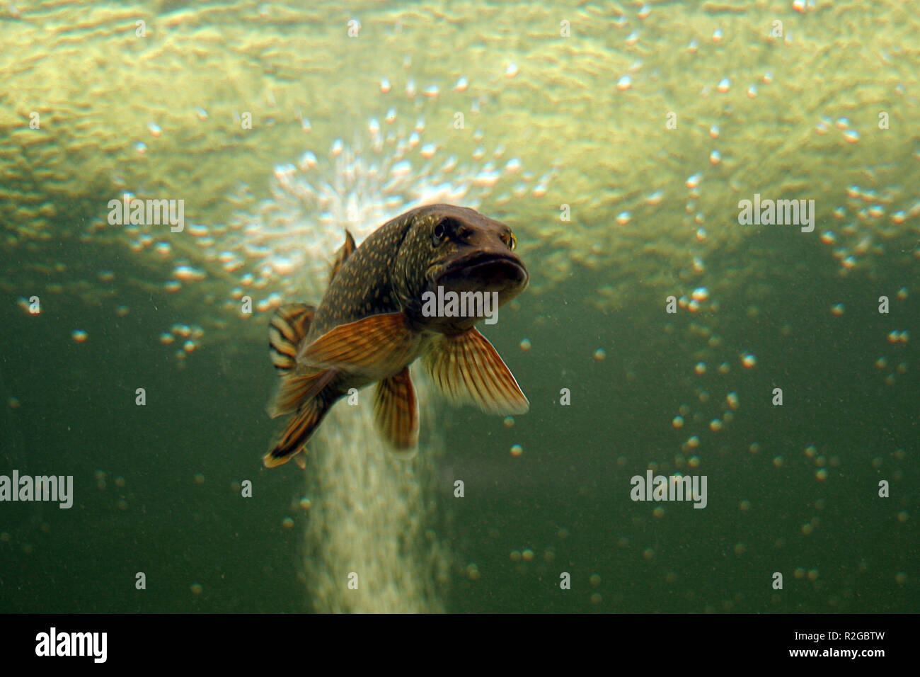 Sea pike hi-res stock photography and images - Alamy