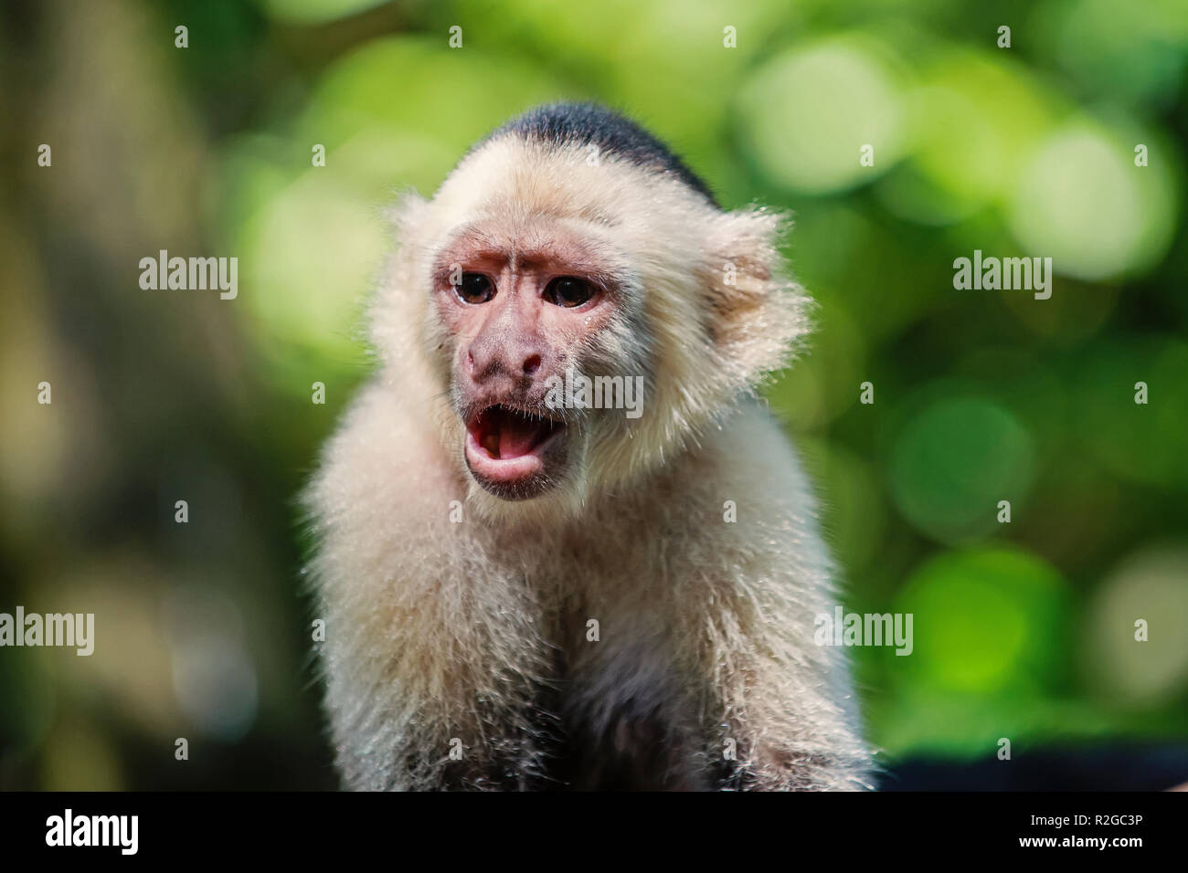 Monkey resting in rainforest of Honduras. Capuchin with white head fur ...